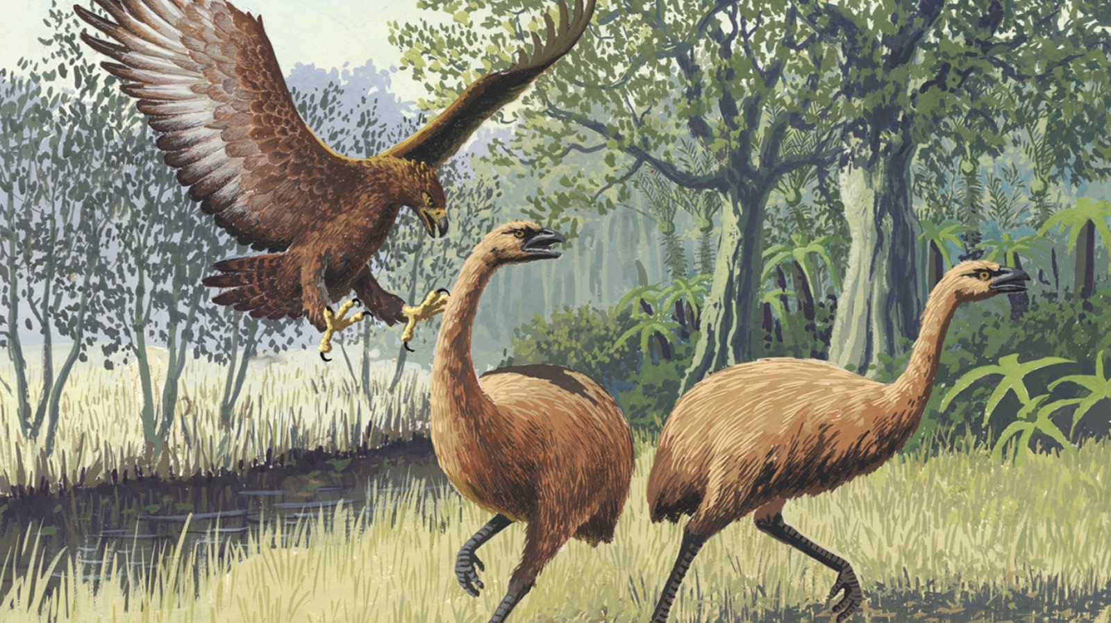 The Terrifying Truth About The Extinct Haast's Eagle