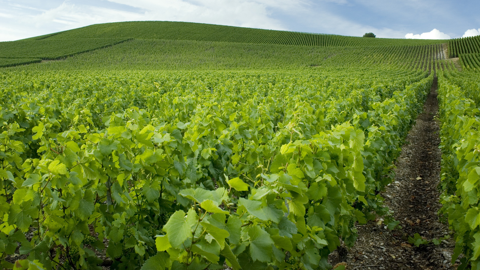 The Time France's Entire Wine Industry Was Nearly Destroyed