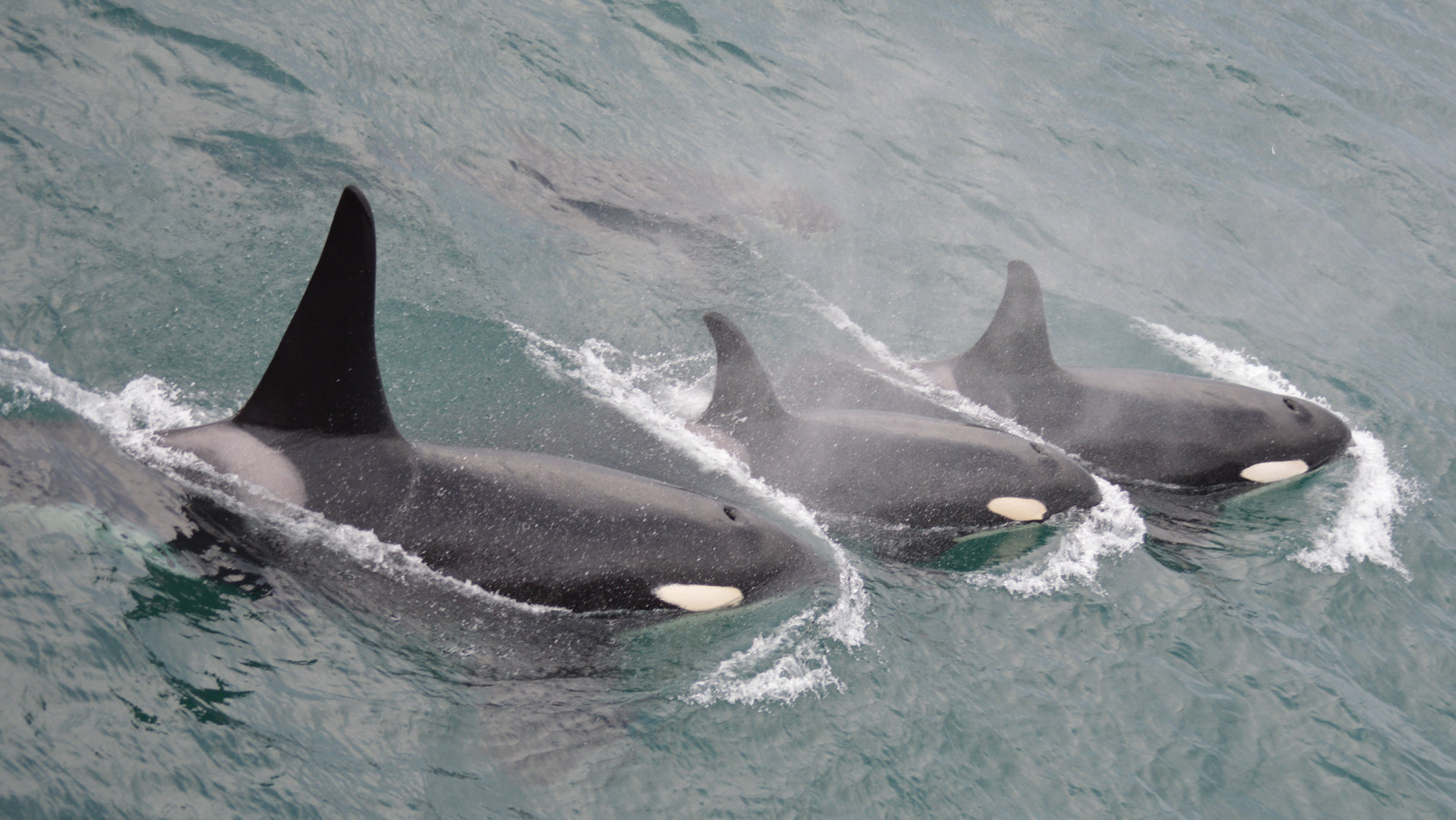 The Time When Cameras Caught An Orca And Whale Fight