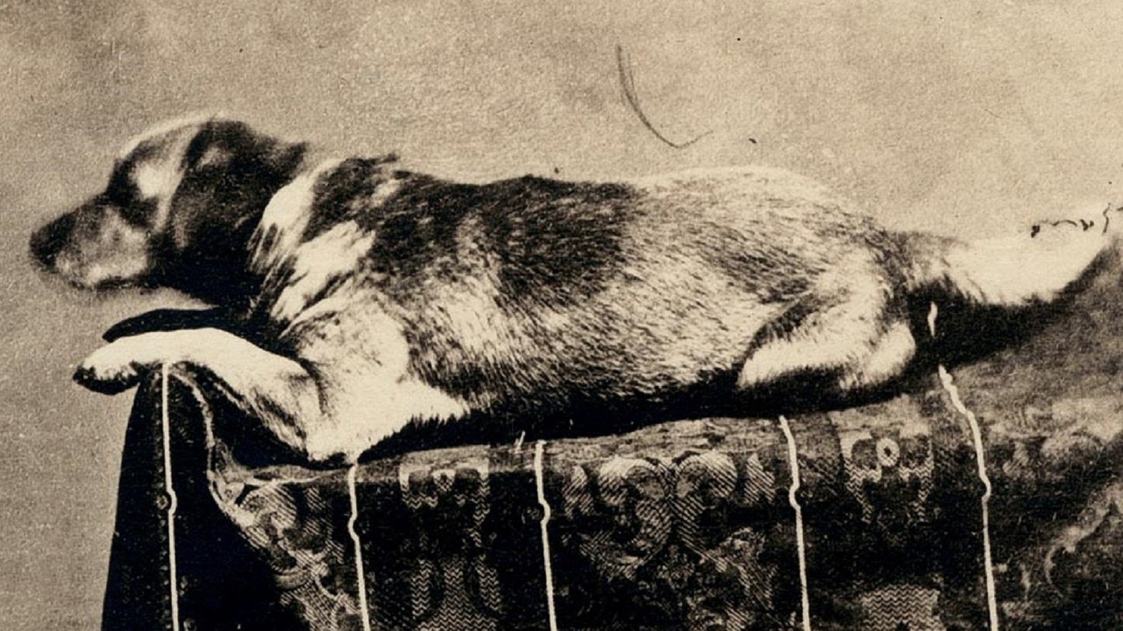 The Tragic True Story Of The Death Of Abraham Lincoln's Dog