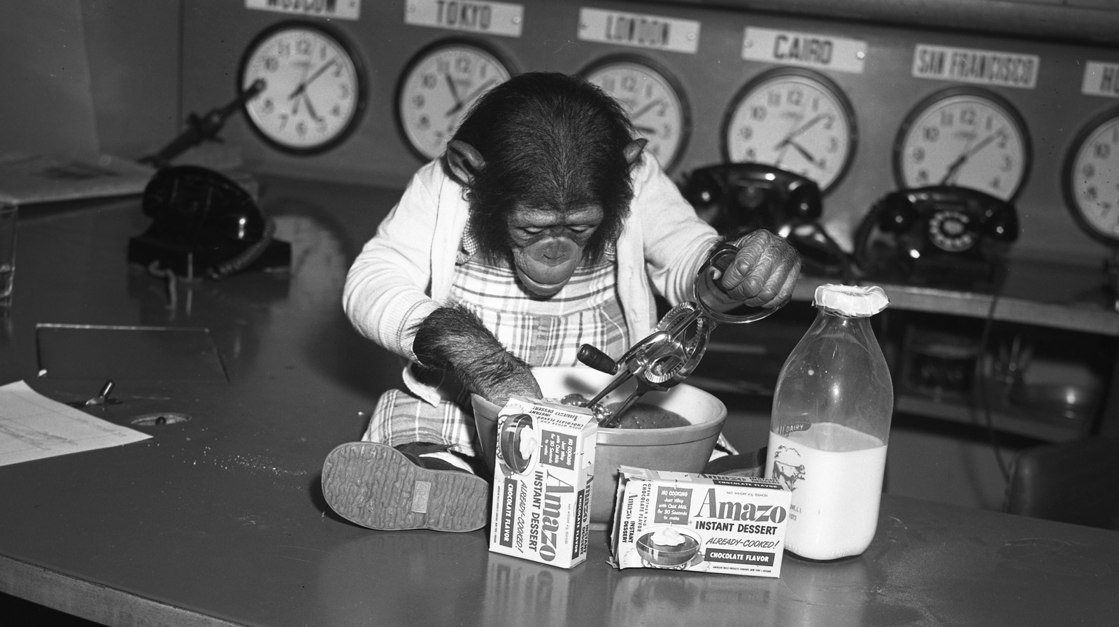 The Truth About Celebrity Chimp J. Fred Muggs