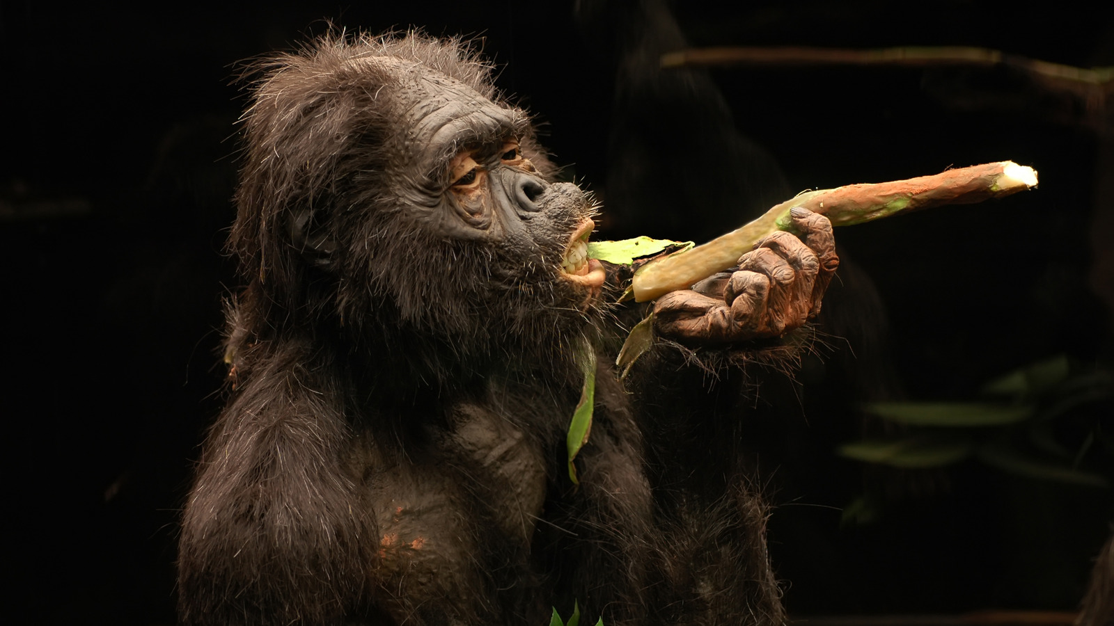 The Truth About The New 'Hobbit' Creature That Was Discovered