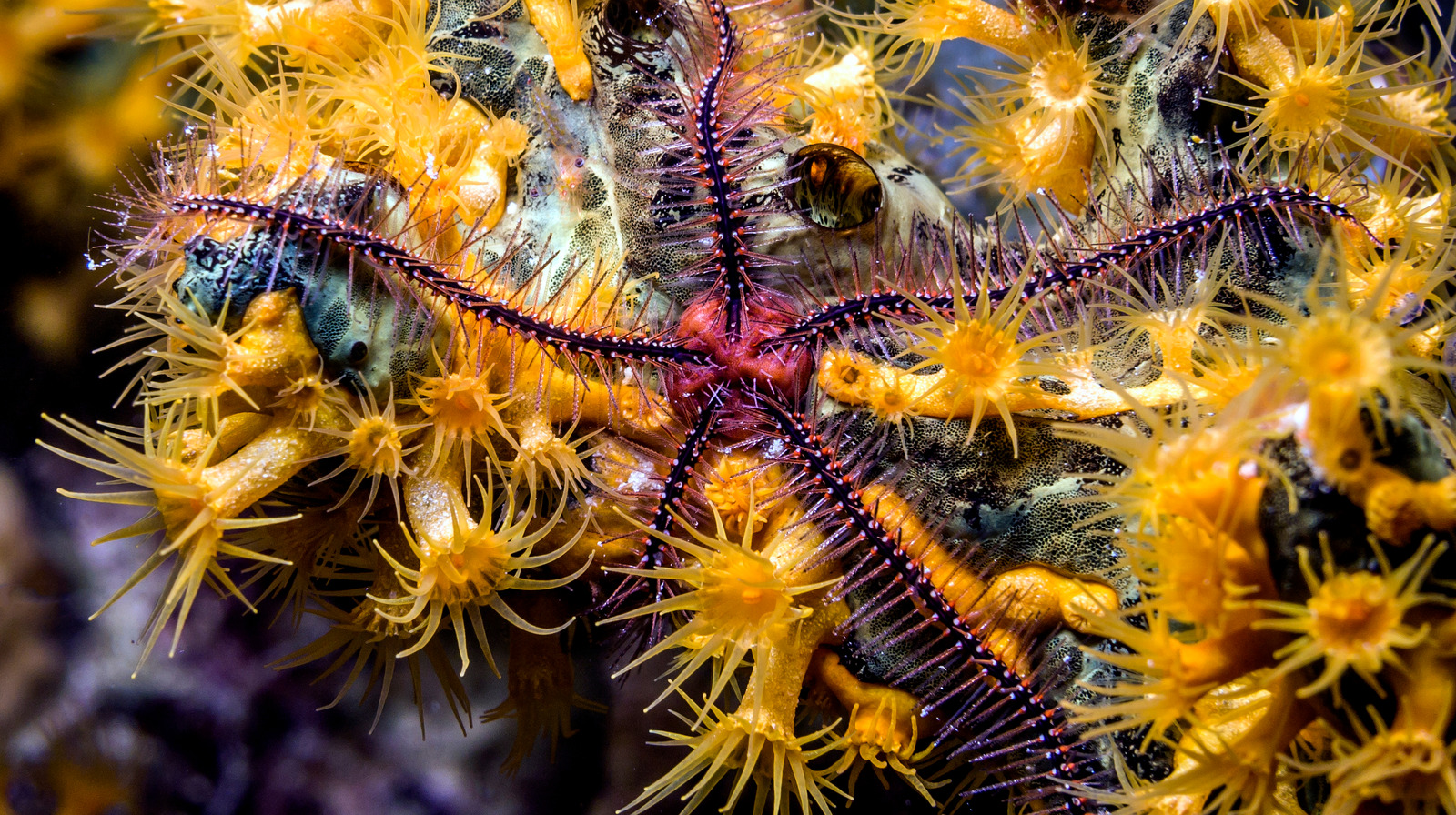 The Truth About The Newly Discovered Sea Star Whose Body Is Covered In ...