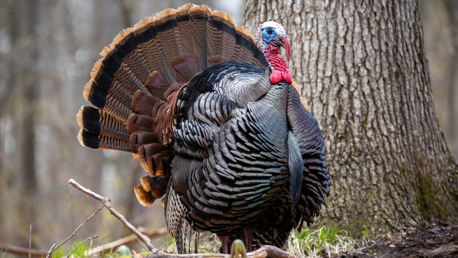 The Turkey That Weighed About The Same As A Baby Rhino