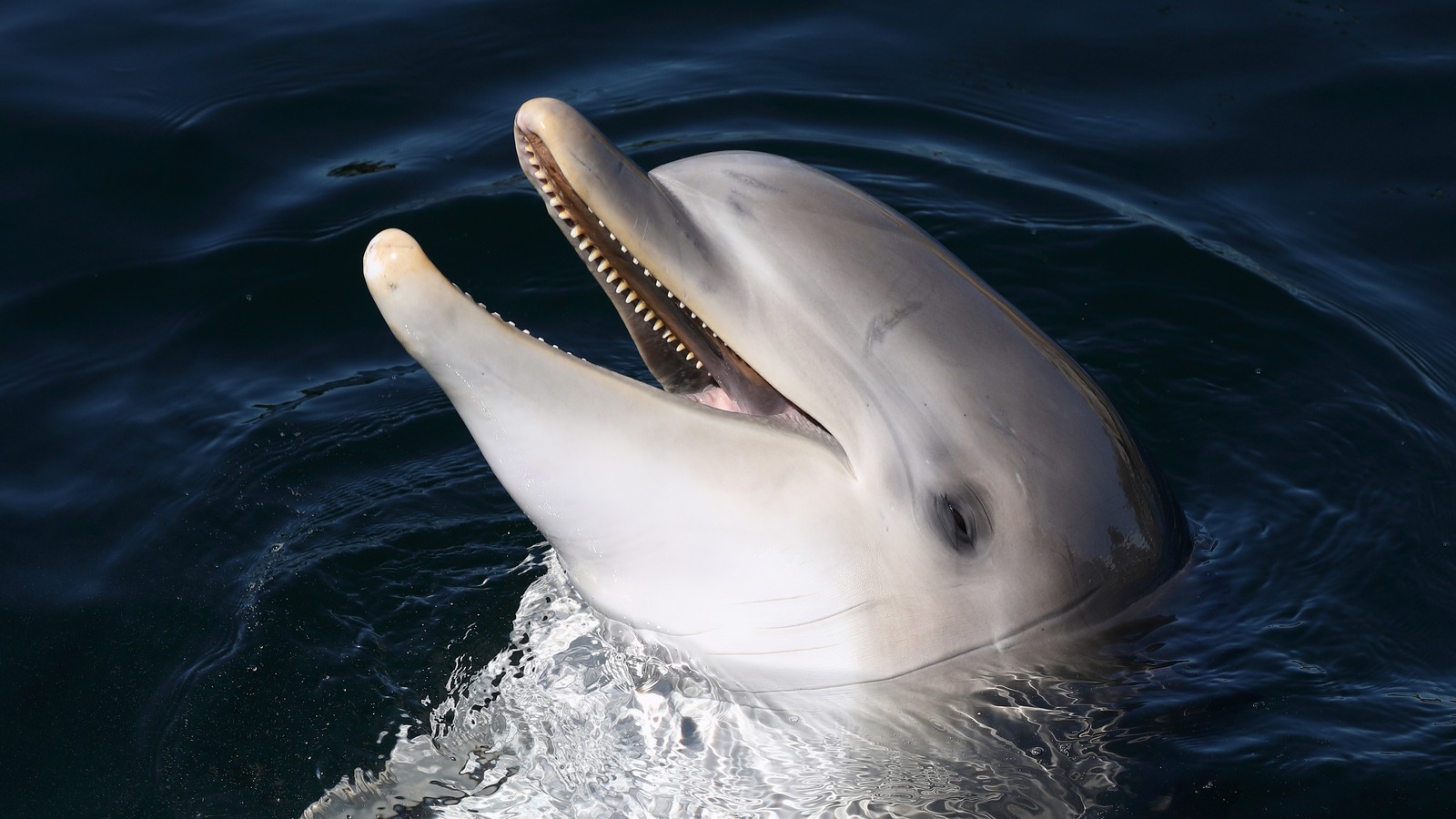 The Two-Headed Dolphin Discovery In 2014 That's Unlike Anything You've ...