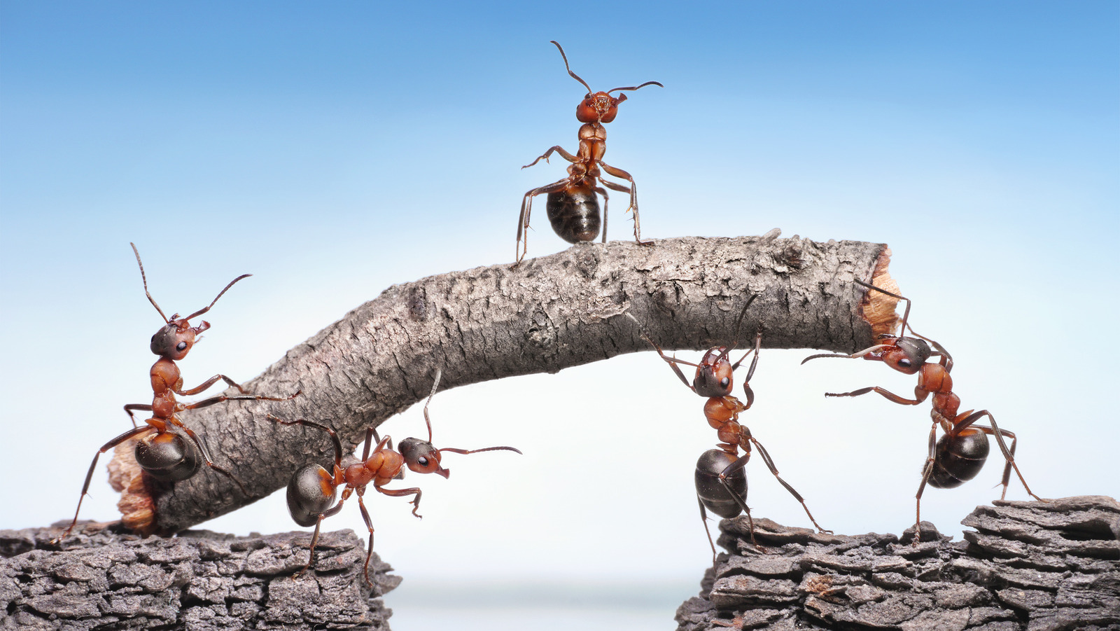 The Untold Truth Of Royal Ants