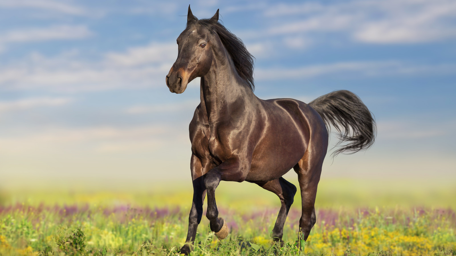 The Wild True Story Of The 6666 Ranch