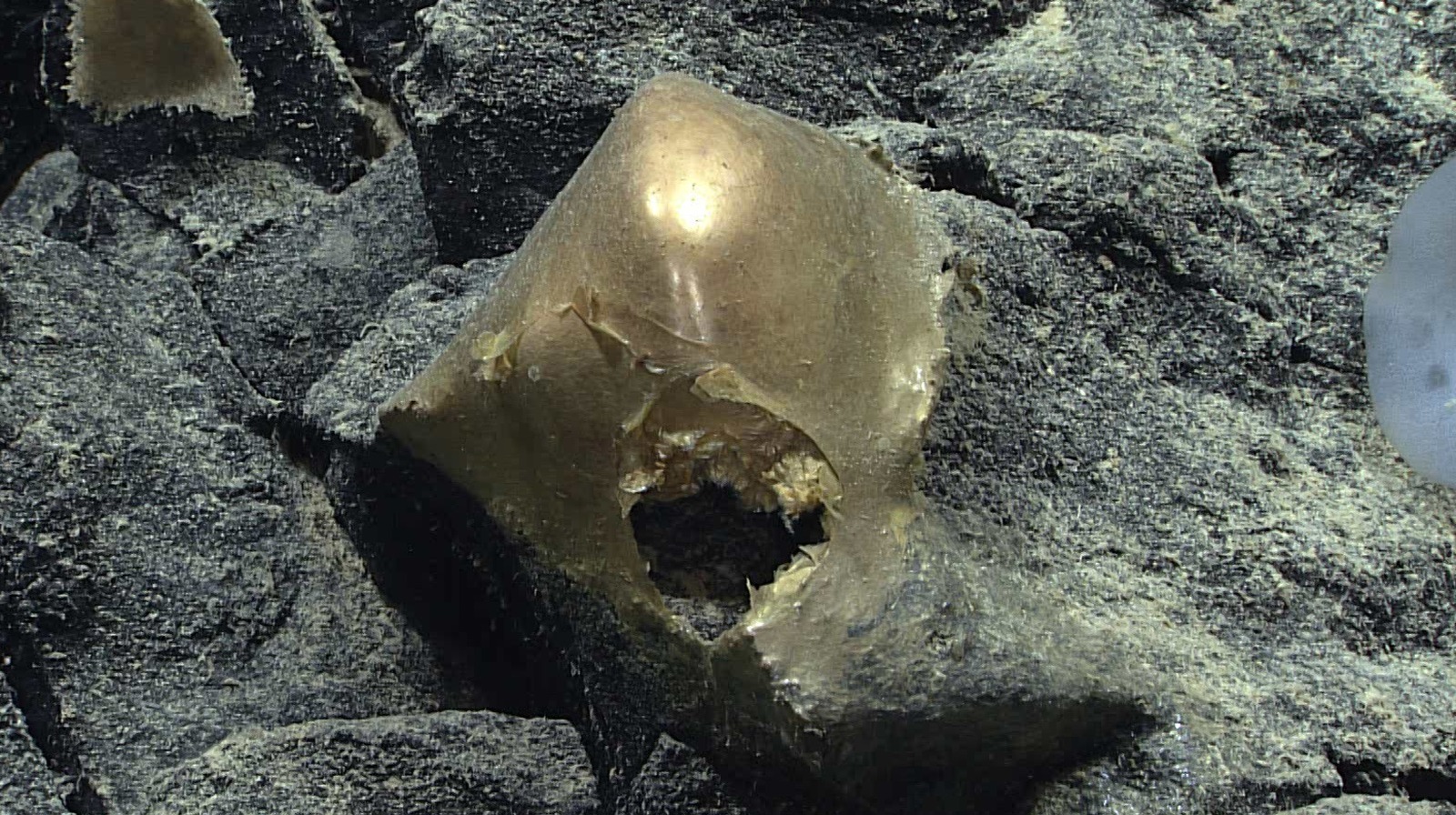 Theories About What The Golden Orb Found At The Bottom Of The Ocean ...