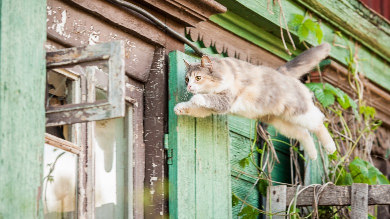 Things Everyone Gets Wrong About Cats