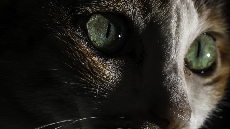Things Everyone Gets Wrong About Cats