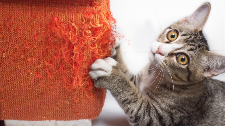Things Everyone Gets Wrong About Cats