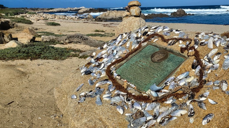 Things Found In John Denver's Autopsy Report