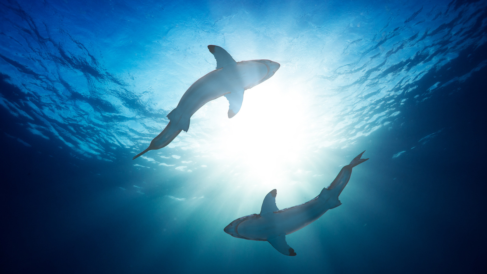 This Is The Shark Goddess That Was Said To Live In Pearl Harbor