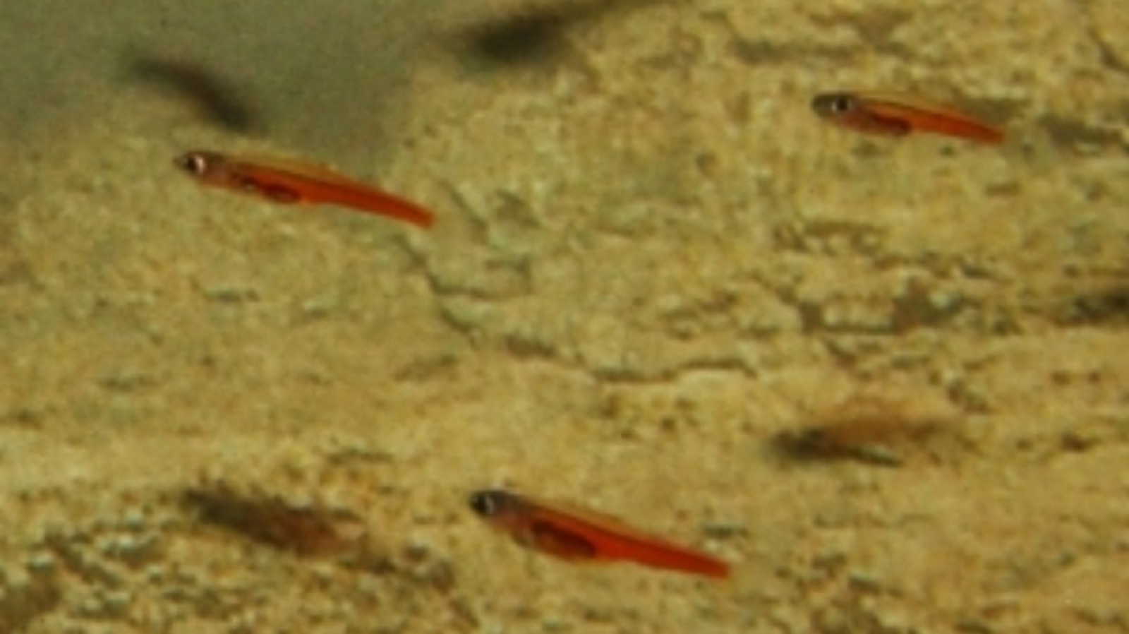 This Is The Smallest Fish In The World