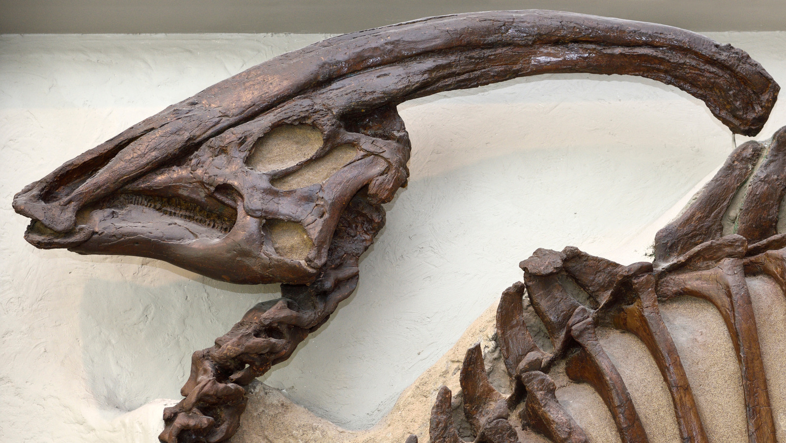 Unique And Curious Features Of These Extinct Animals Explained