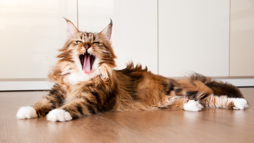 The Cat Breed That Acts Most Like A Dog The Cat Breed That Acts Most Like A Dog