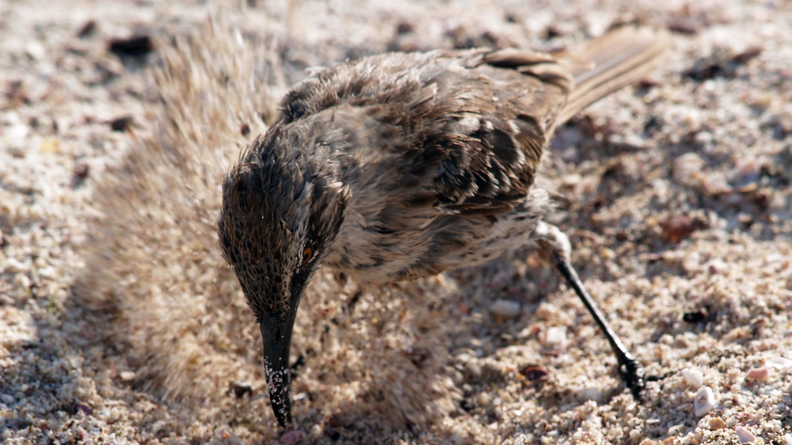 Vampire Finches Thrive On The Blood Of Other Birds