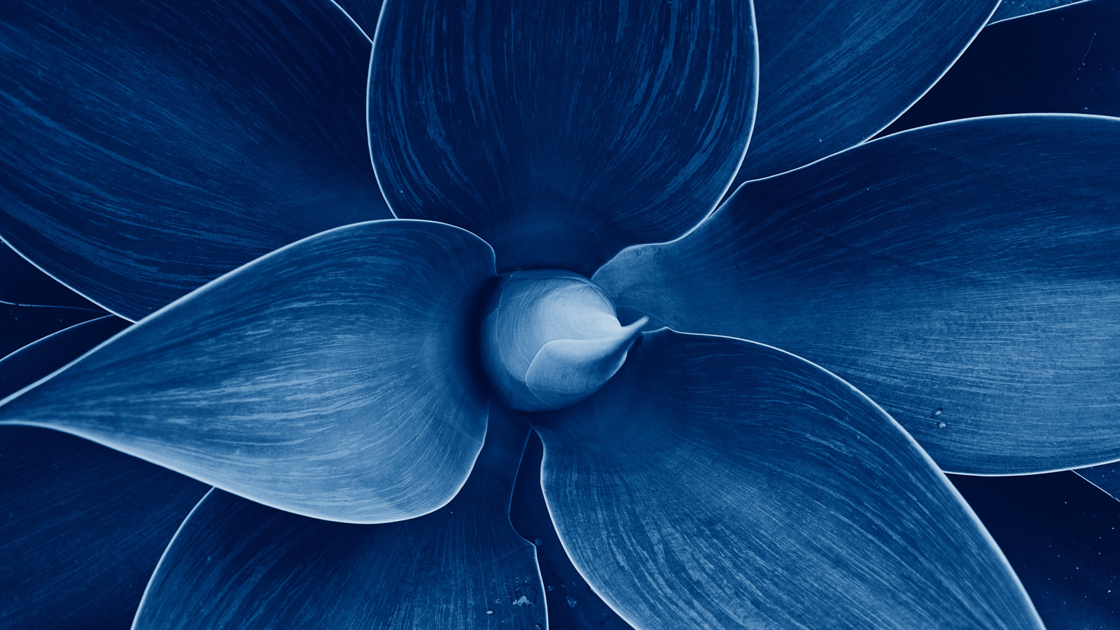 What Aztec Mythology Really Says About The Agave Plant