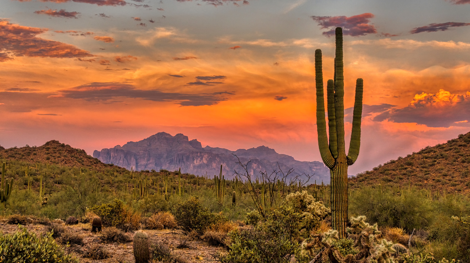 What Could Happen If The Saguaro Cactus Goes Extinct?