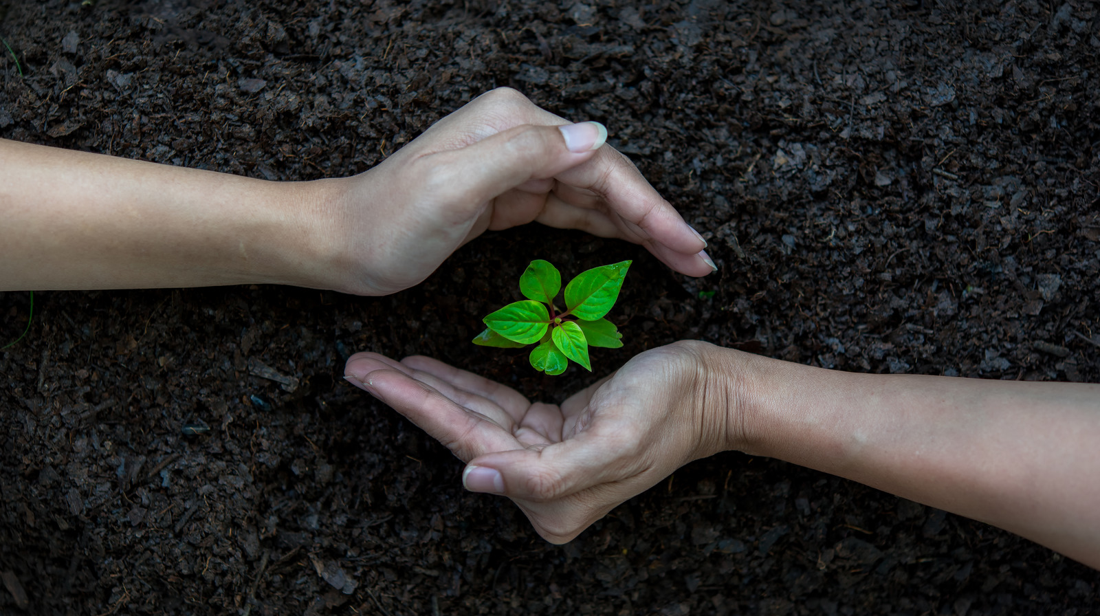 What Really Happens At A Human-Composting Funeral Home