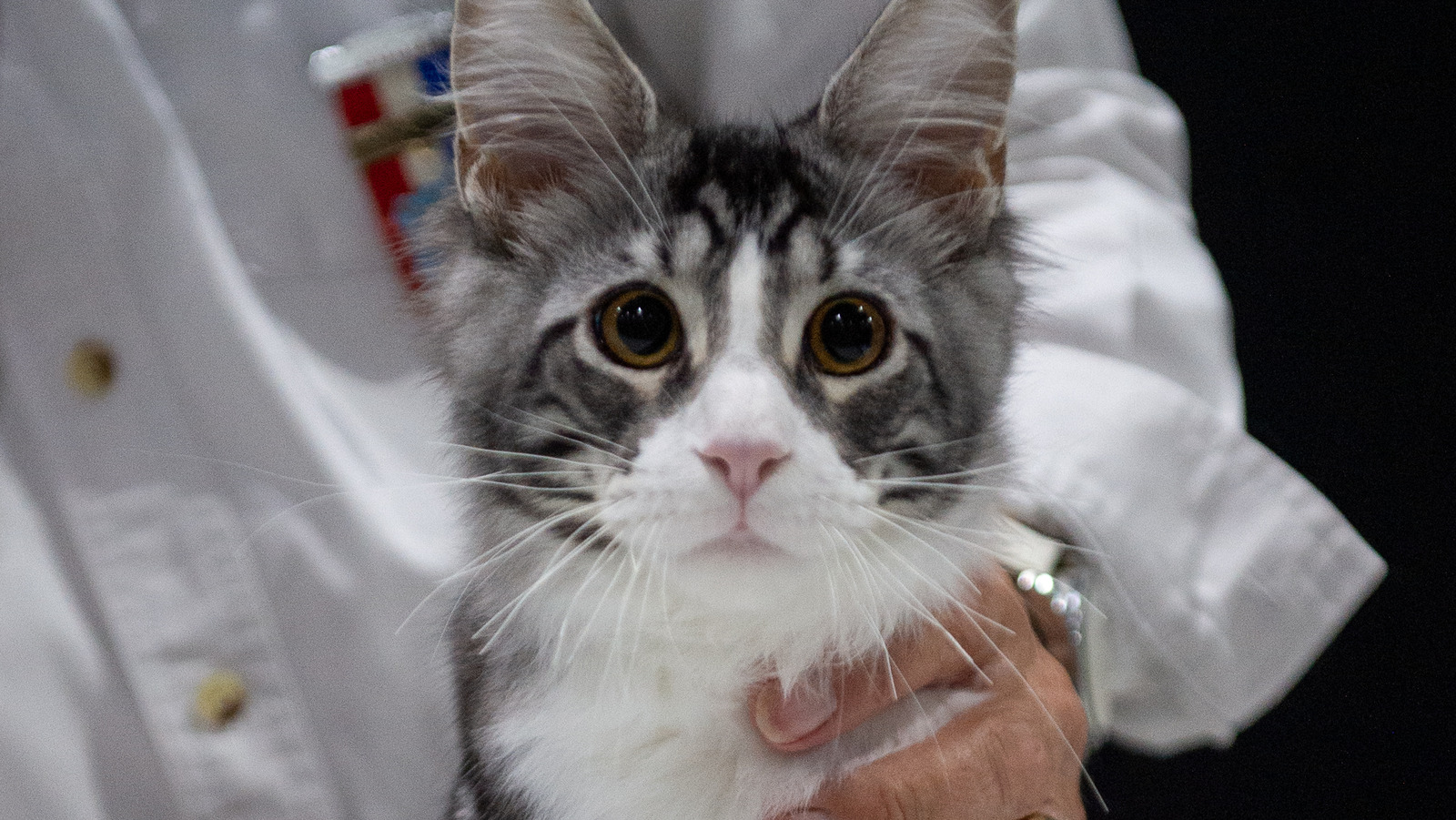 What Two Princeton Scientists Learned By Turning A Living Cat Into A Phone