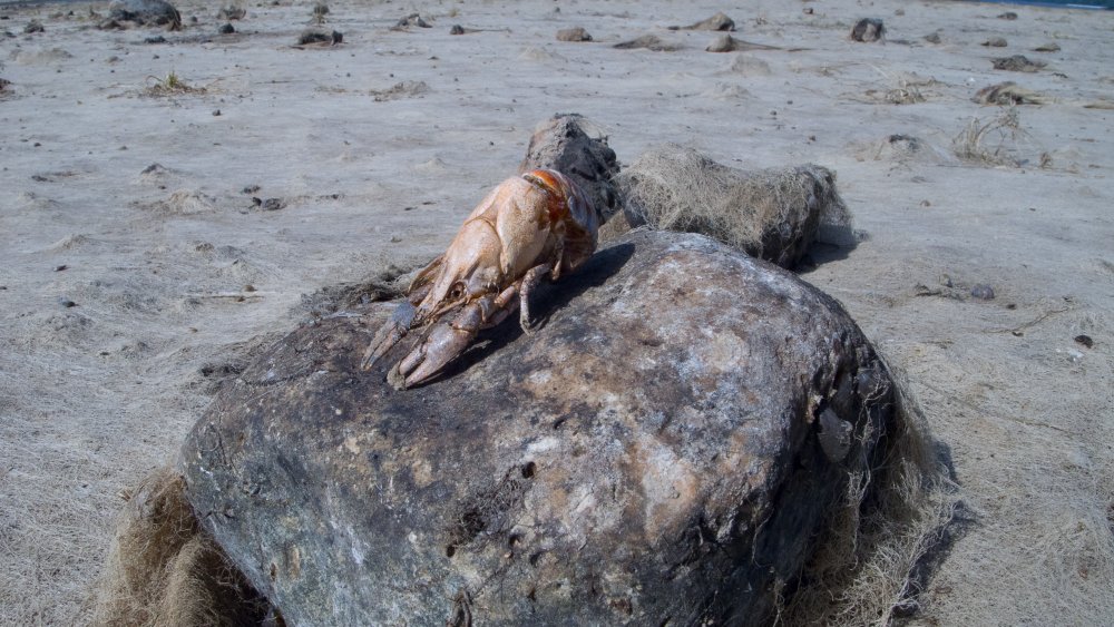 What Does The Ocean Floor Look Like Without Water Site Viewfloor co What Does The Ocean Floor Look Like Without Water Site Viewfloor co