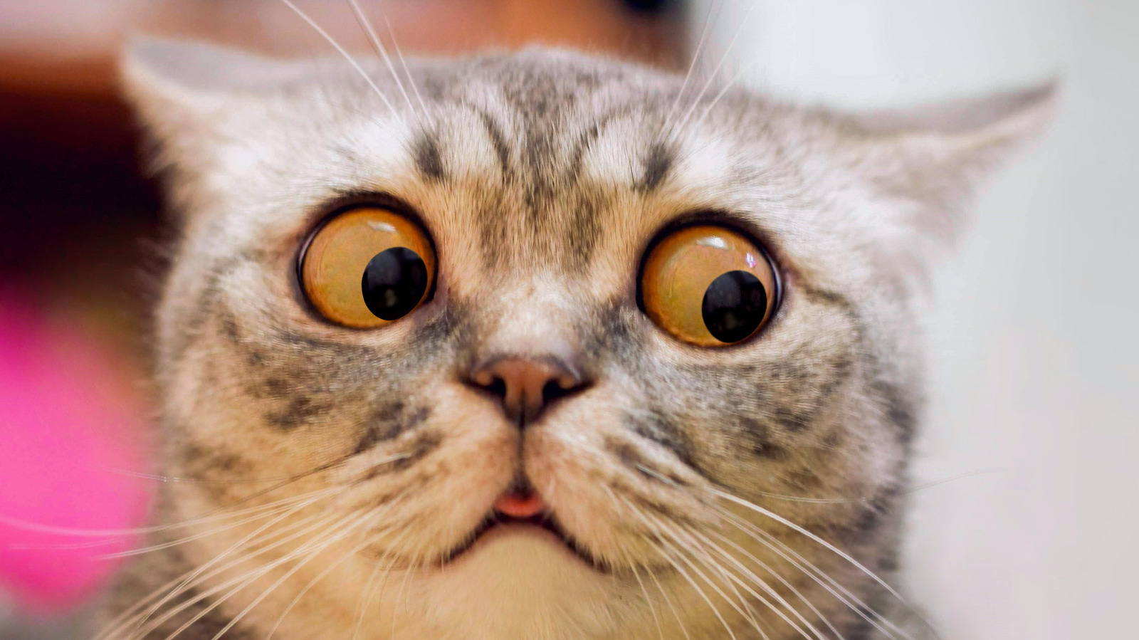 Where Did The Phrase The Cat s Pajamas Come From Where Did The Phrase The Cat s Pajamas Come From