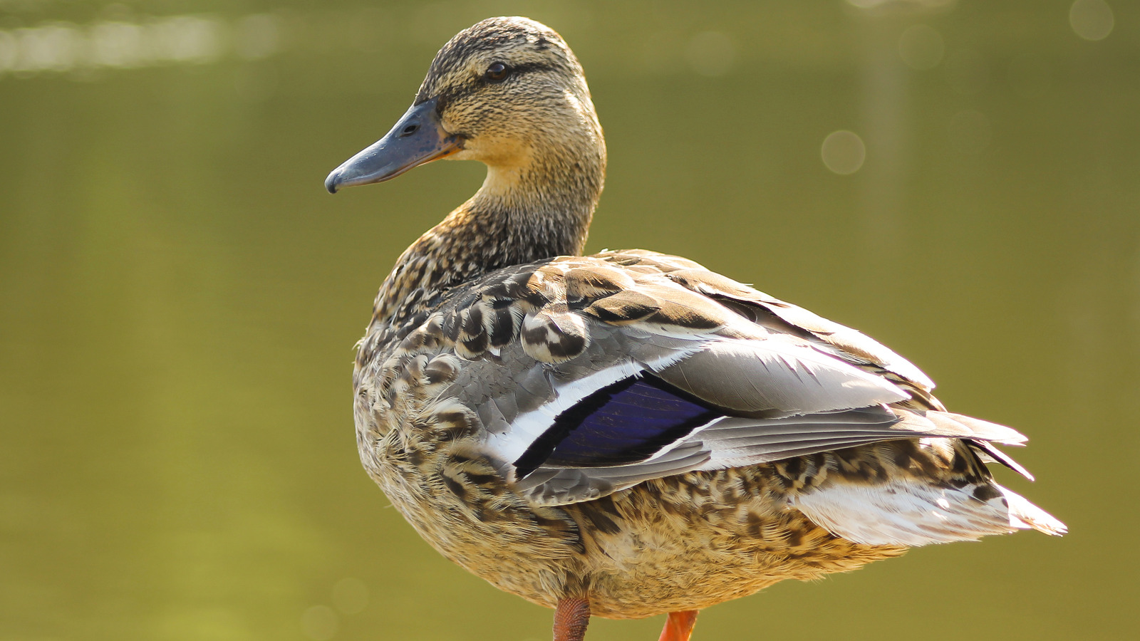 Why Birds Don't Fart