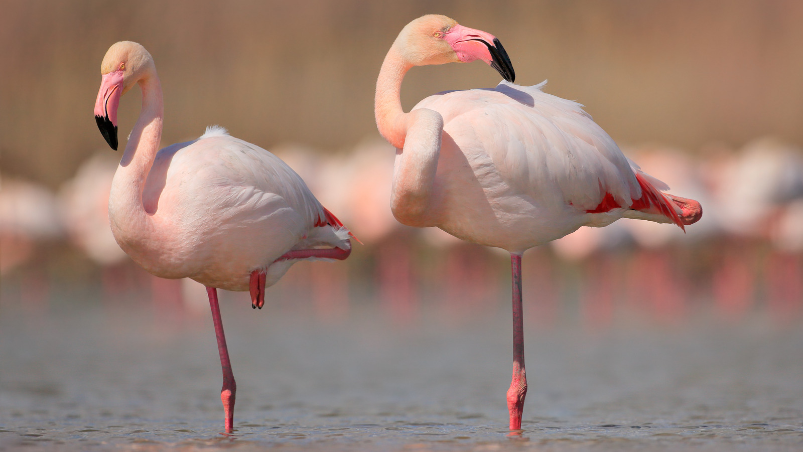Why Do Flamingos Only Stand On One Leg?