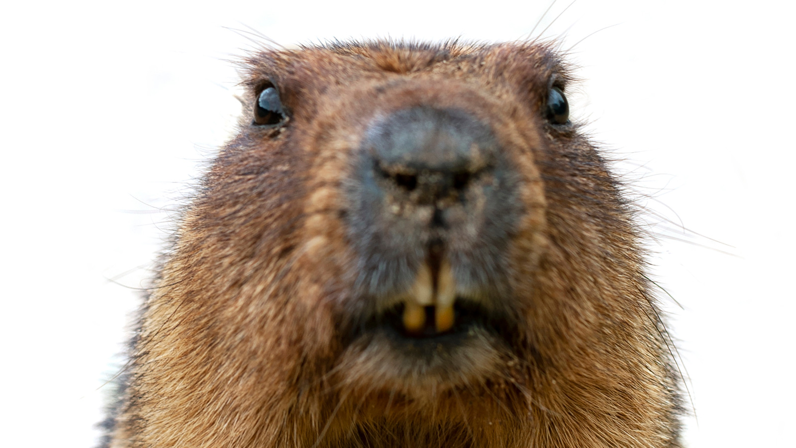 Why Is Groundhog Day Always February 2nd Why Is Groundhog Day Always February 2nd