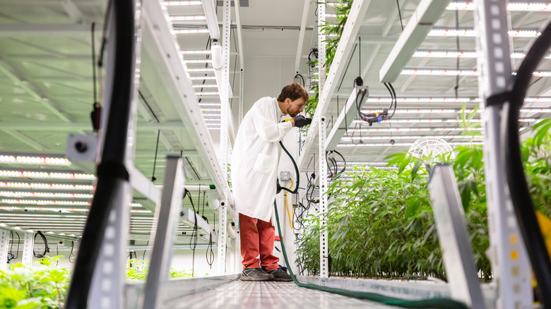 Why Marijuana Is Stronger Than It Used To Be Why Marijuana Is Stronger Than It Used To Be