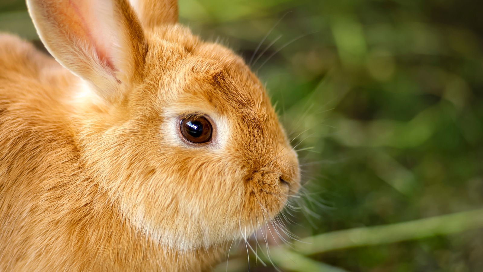 Why Rabbits Are Physically Unable To Vomit Why Rabbits Are Physically Unable To Vomit