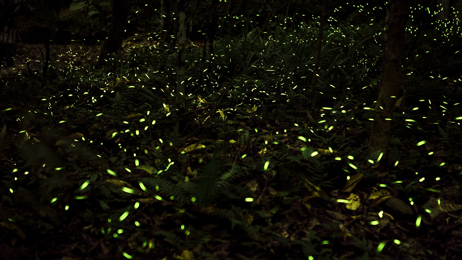 Why Some Fireflies Synchronize Their Flashing Lights