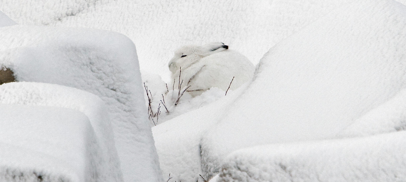 Animals That Survive Crazy Weather Conditions