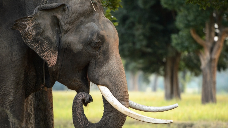 Bizarre Experiments Involving Animals